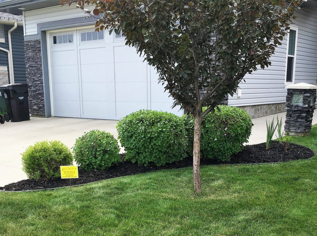 Hedge & Shrub Trimming - Euro Yard Service